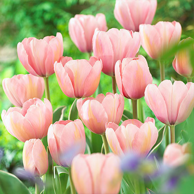 Lalele Sweet Impression (8 bulbi), bulbi lalele flori culoare roz ...